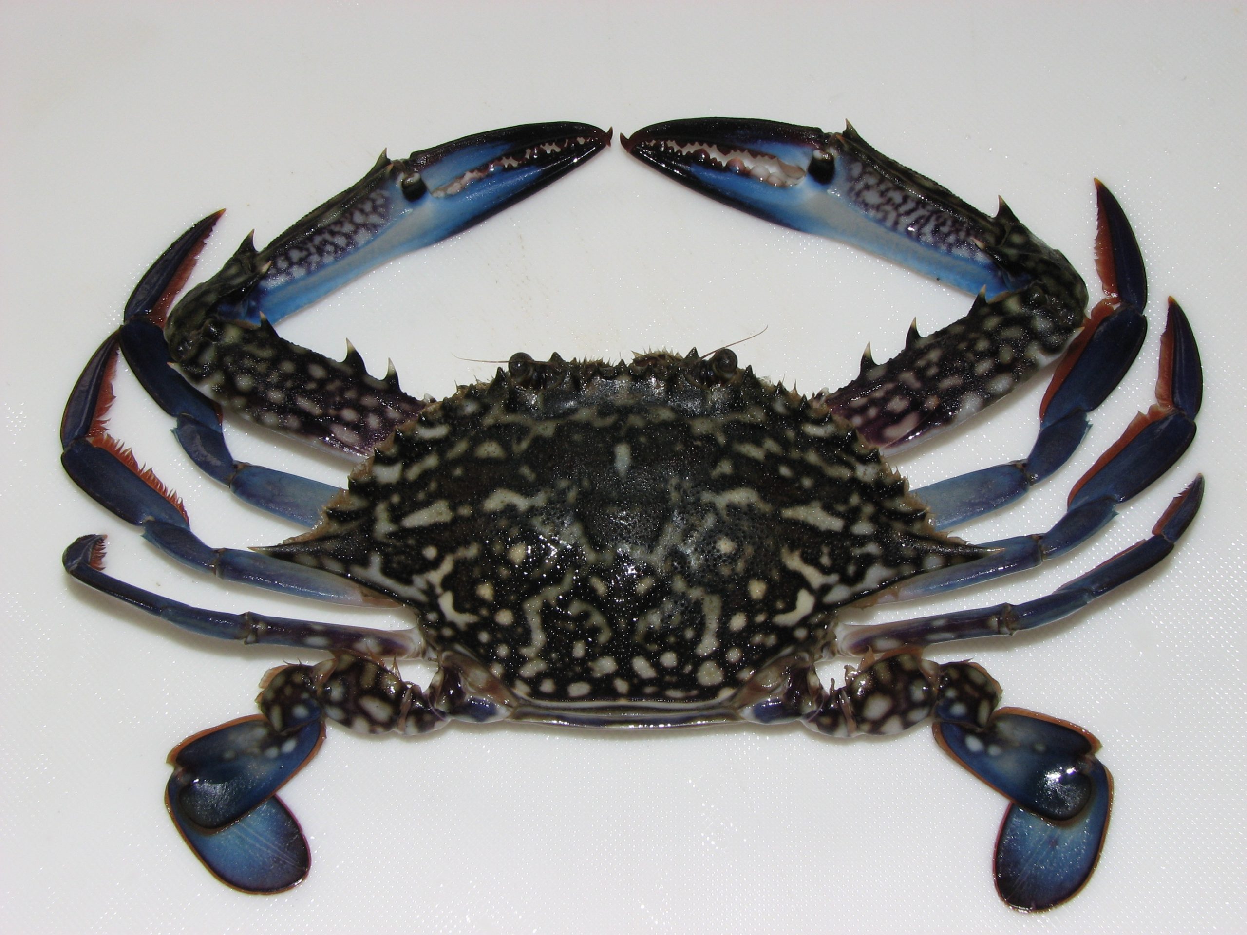 Potential and nutritional content of Blue Swimming Crab in Indonesia